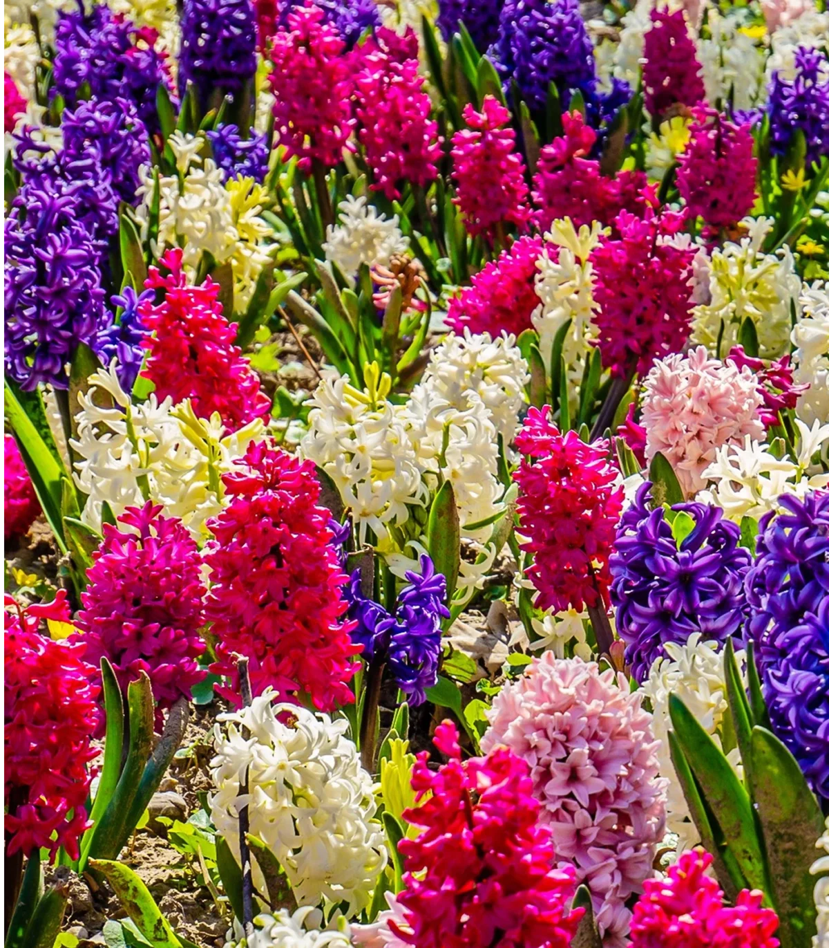 K – Super Color Hyacinths – Dutch Mill Bulbs Fundraising