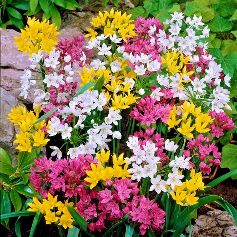 D- Spring Allium Mixed Flower Bulbs – Dutch Mill Bulbs